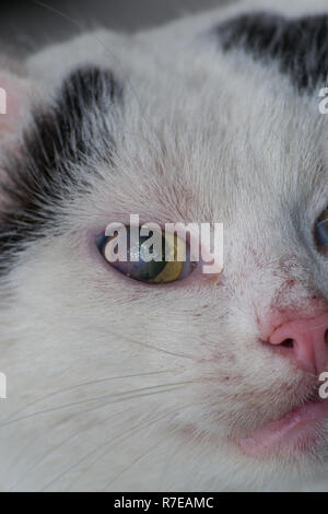 Adult cat with corneal ulcer Stock Photo - Alamy