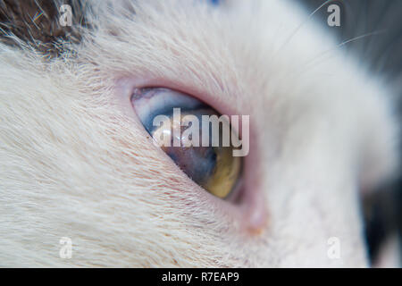 Adult cat with corneal ulcer Stock Photo - Alamy