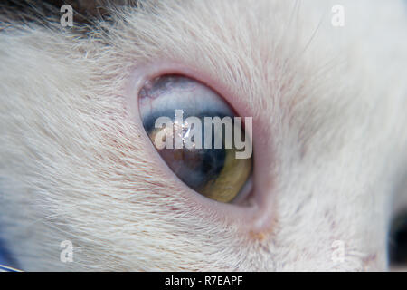 Adult cat with corneal ulcer Stock Photo - Alamy