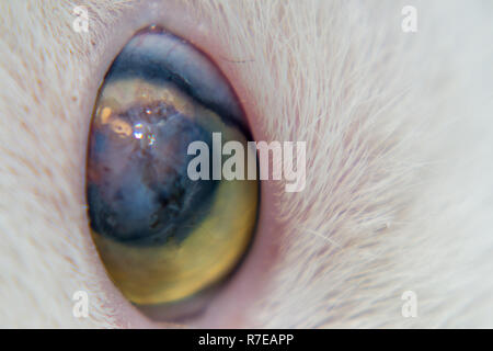 Adult cat with corneal ulcer Stock Photo - Alamy