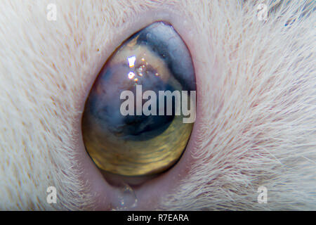 Adult cat with corneal ulcer Stock Photo - Alamy