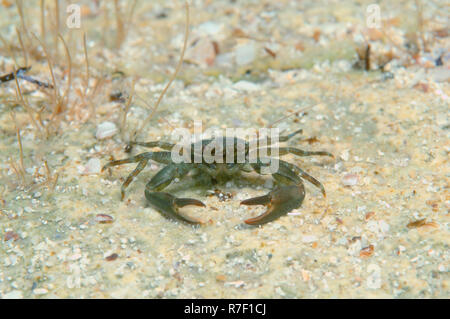 Long-clawed porcelain crab (Pisidia / Porcellana longicornis ...