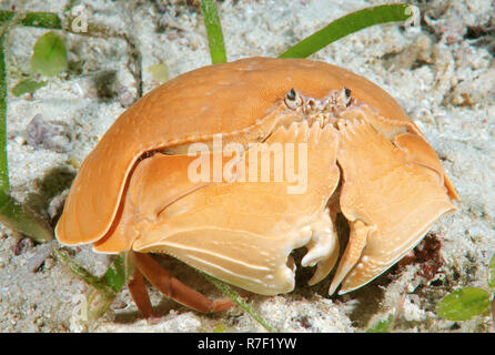 crab smooth (Calappa calappa) Bohol Sea, Cebu, Philippines, Southeast ...