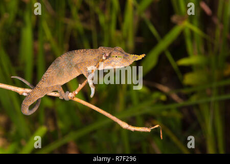 Blade chameleon (Calumma gallus) male in situ, Vohimana, Madagascar ...