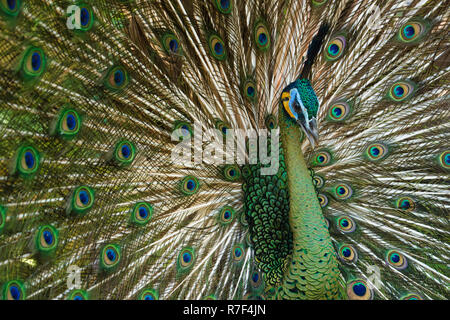 Java green Peafowl (Pavo muticus), Bali Bird Park, Indonesia Stock ...