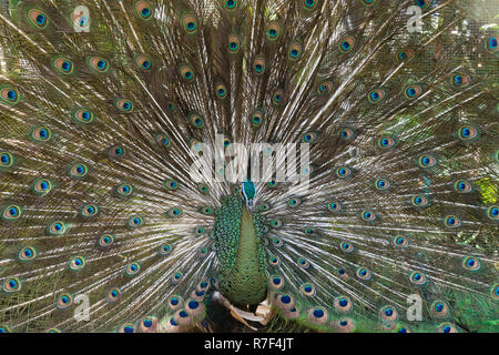 Java green Peafowl (Pavo muticus), Bali Bird Park, Indonesia Stock ...