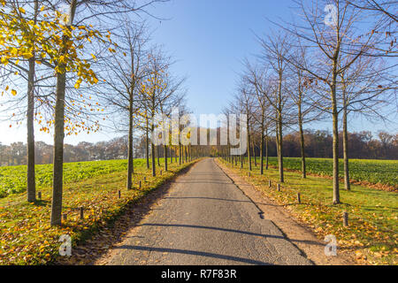 Deserted, long, straight tree-lined tarred road with central markings ...