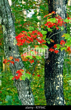 Maple tree in fall Minnesota Stock Photo - Alamy