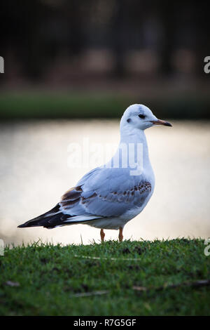 Bird zoomed in flying with sky background Stock Photo - Alamy
