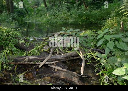 Dam of cut, gnawed logs and umbel stems built by Eurasian beavers ...
