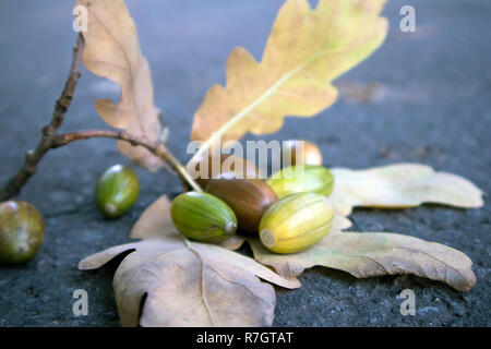 Few multicolored unripe acorns lying on the gray dry asphalt, autumn ...