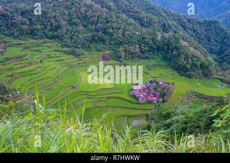 View of rice terraces fields in Banaue, Philippines. The Banaue rice ...