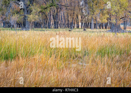 Swamp, pasture, trees - rural landscape of northern Colorado along the ...