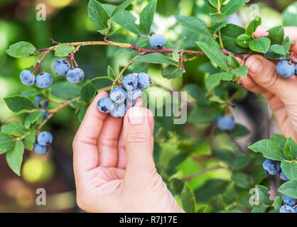 Blueberries picking. Female hand gathering blueberries. Harvesting ...