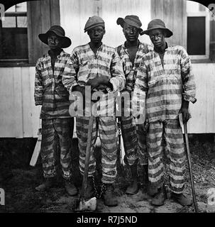 Florida convicts Leased to Harvest Timber. A chain gang of young ...