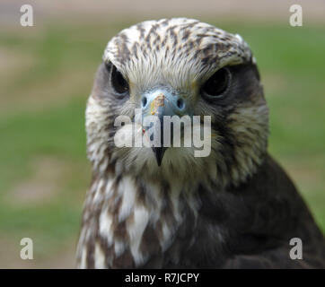Closeup shot of a falcon perched on a tree stump in a park on a sunny ...