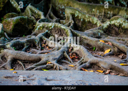 Tree with underground root system Stock Photo - Alamy