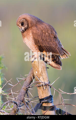 Marsh Owl (Asio capensis tingitanus), adult perched on a post in ...