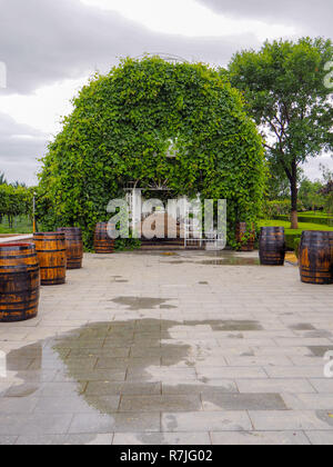 August 2018 - Yantai China: Lusg pergola covered in grape vines at the ...