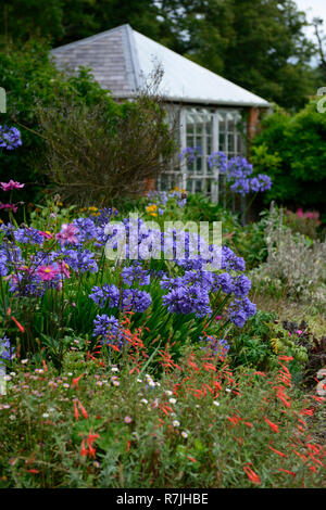 Border of Agapanthus Stock Photo - Alamy