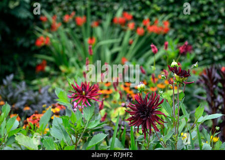 dahlia nuit d'ete,cactus,dark red,dahlias,flower,flowers,bloom,blossom ...