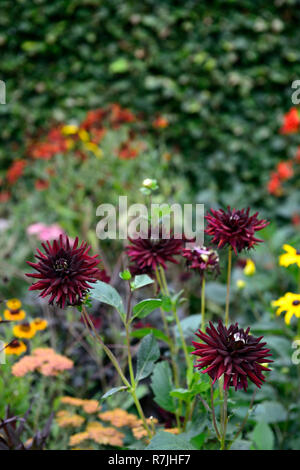 dahlia nuit d'ete dark red flower flowers dahlias bloom blossom dahlias ...