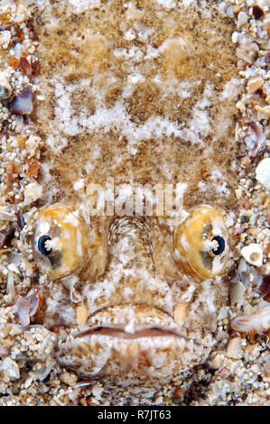 Stargazer (Uranoscopus scaber), Black sea, Ukraine Stock Photo - Alamy