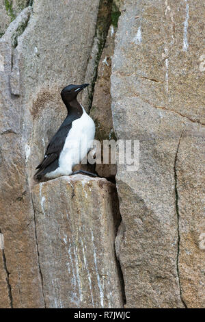 common murre Uria aalge and thick billed murre Uria lomvia flocks on ...