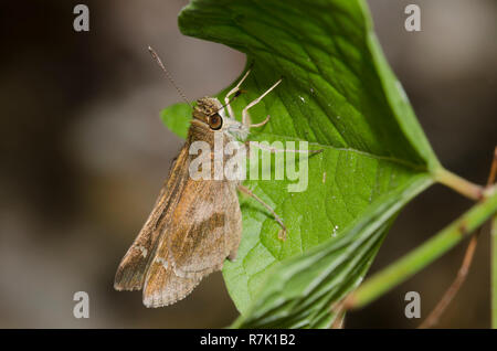 Ocherous Skipper, Lerema ochrius Stock Photo - Alamy