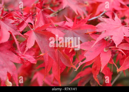 Acer palmatum 'Matsukaze' displaying autumn colours, UK garden Stock ...