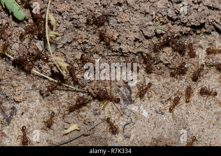 Leaf Cutter Ant (Atta texana) Hornsby Bend Wastewater Treatment ...