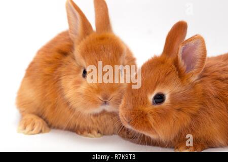 two little red rabbit on a white background Stock Photo - Alamy