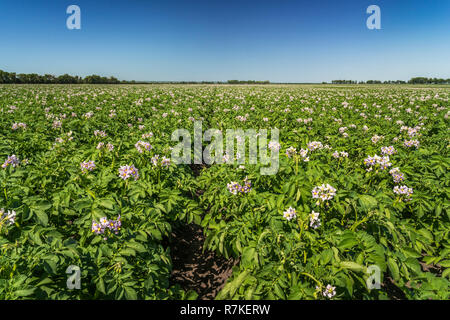 A blooming potato field near Winkler, Maniotba, Canada Stock Photo - Alamy