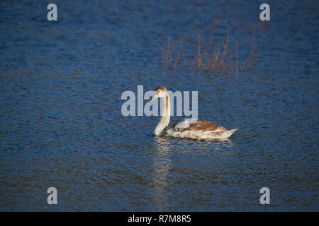 A Mute swan floating in the lake Stock Photo - Alamy