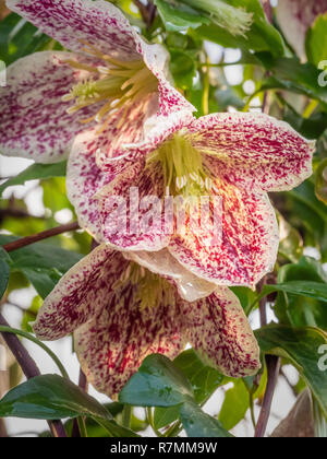 Clematis cirrhosa 'Advent Bells' , Winter flowering evergreen clematis ...