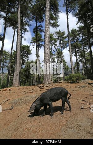 France Corsica - wild pig Stock Photo - Alamy