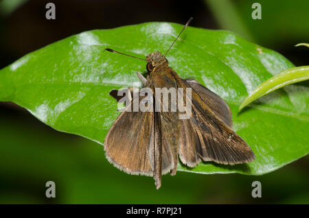 Ocherous Skipper, Lerema ochrius Stock Photo - Alamy