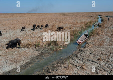 Buffalo seen feeding on dry reed beds of the Central Marshes of ...