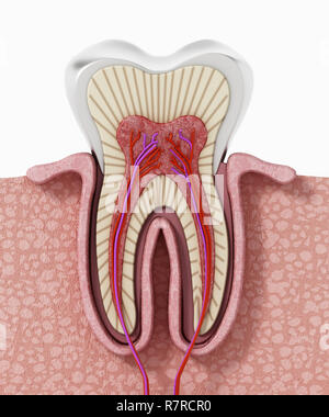 3D structure of a human tooth. 3D illustration Stock Photo - Alamy