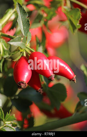 Rose hip, also known as rose haw or rose hep Stock Photo - Alamy