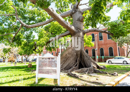 the kapok tree key west florida usa Stock Photo - Alamy