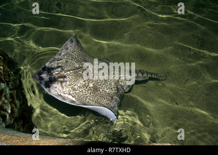 Thornback ray fish aquarium Stock Photo - Alamy