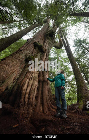 Adventurous Caucasian Girl standing by the Big Cedar Tree in the forest ...