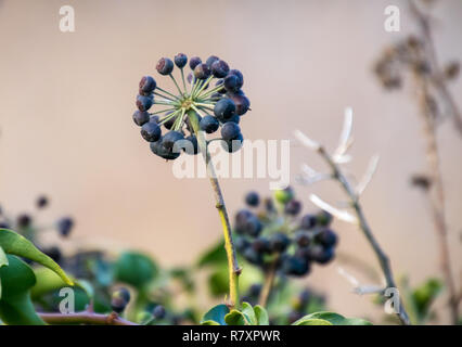 A Cluster of Black Berries, the Fruit of the Ivy, Hedera helix ...