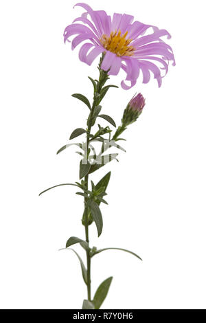 Flower of astra perennial undersized, isolated on a white background ...
