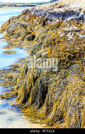 Seaweed, or macroalgae, refers to several species of macroscopic ...