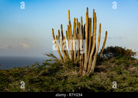 Aruba landscape - Stenocereus griseus cactus bush - a native Aruban ...