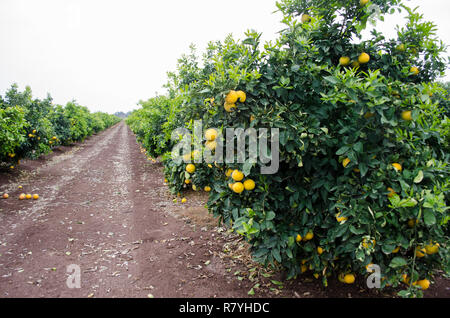 Grapefruit in a citrus grove, central California, ready for harvest ...