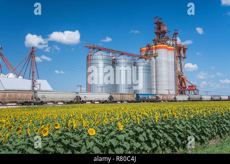 A Pioneer Grain inland grain handling terminal and a blooming sunflower ...