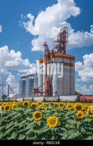 A Pioneer Grain inland grain handling terminal and a blooming sunflower ...